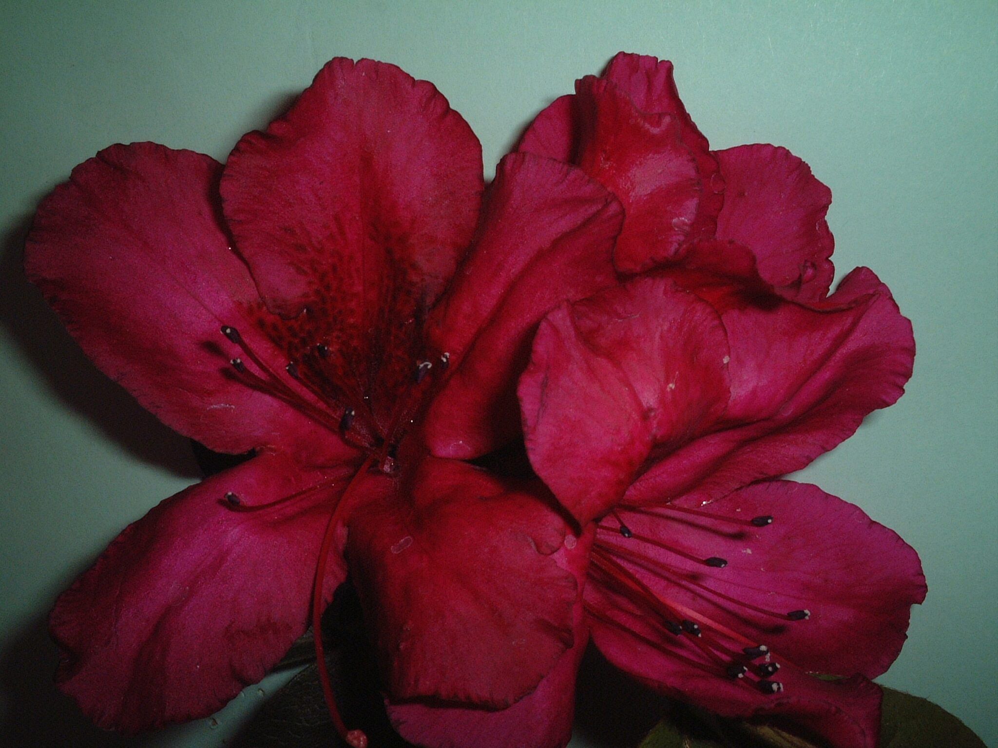Azalea, Formosa Red – Tree Farm & Nursery