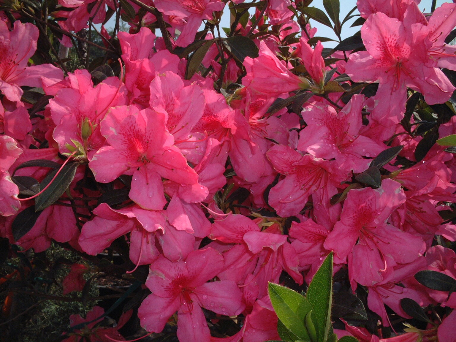 Azalea, Southern Charm – Tree Farm & Nursery