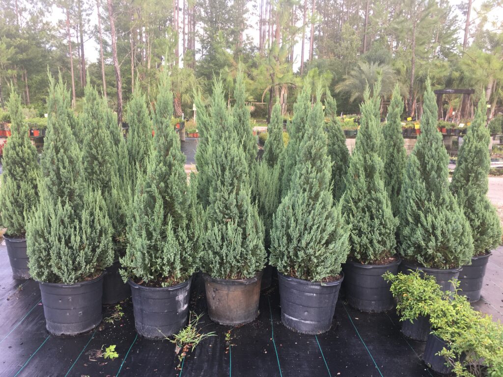Juniper Blue Point – Tree Farm & Nursery