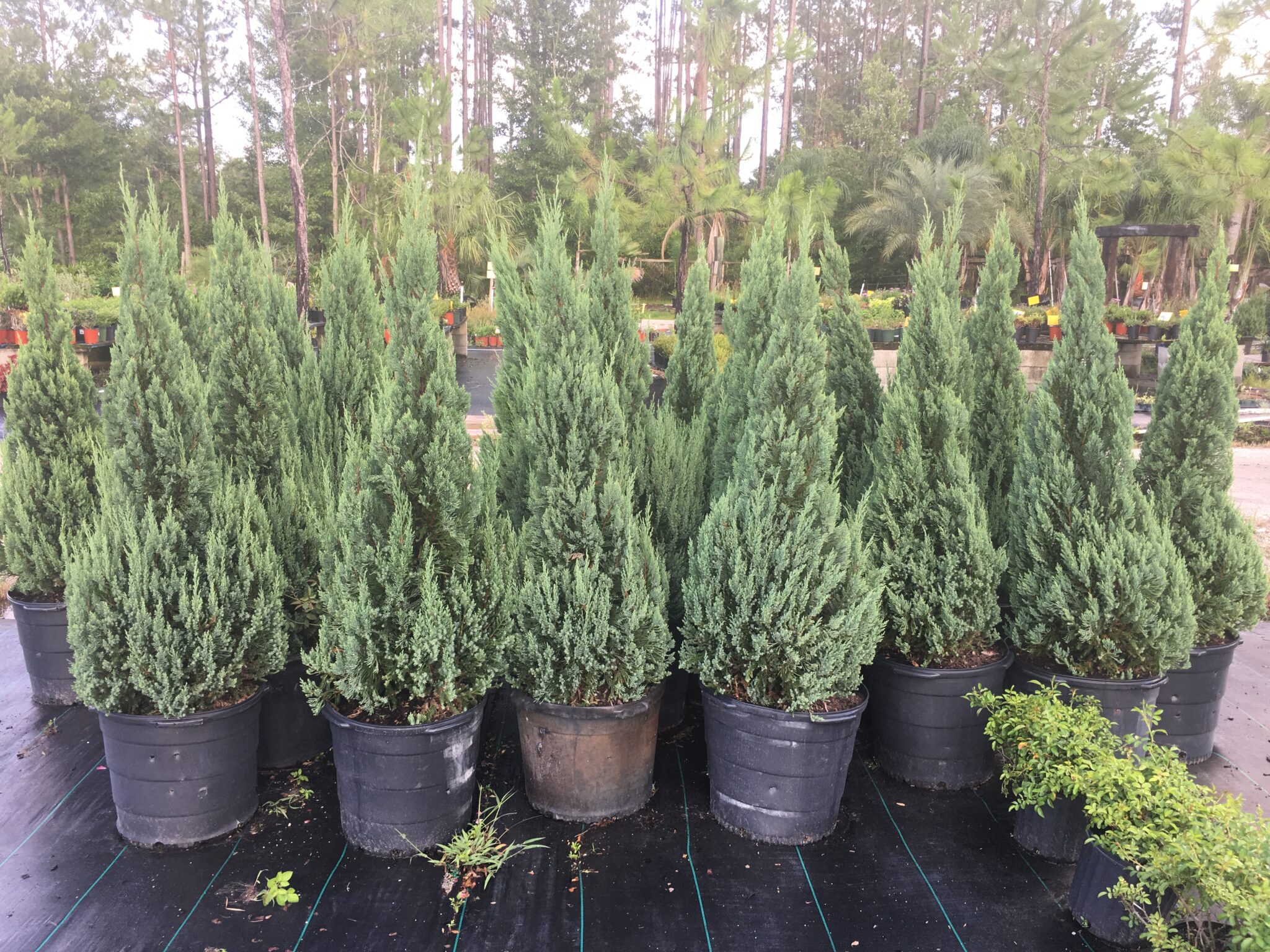 Juniper Blue Point – Tree Farm & Nursery