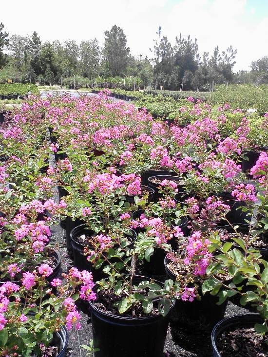Crape Myrtle Sioux – Tree Farm & Nursery