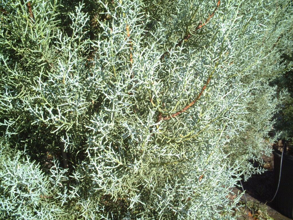 Cypress, Arizona – Tree Farm & Nursery