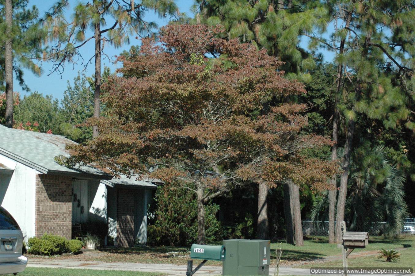 Native Trees For Northeast Florida – Tree Farm & Nursery