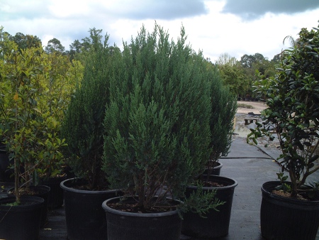 Juniper Blue Point – Tree Farm & Nursery