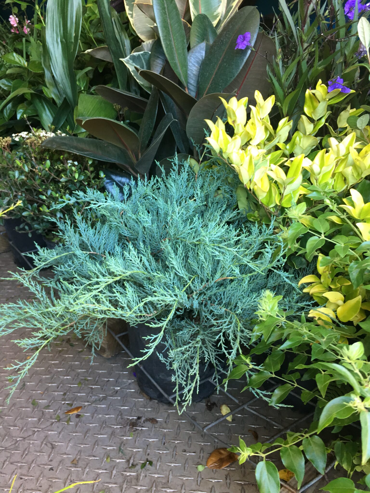 Juniper – Tree Farm & Nursery