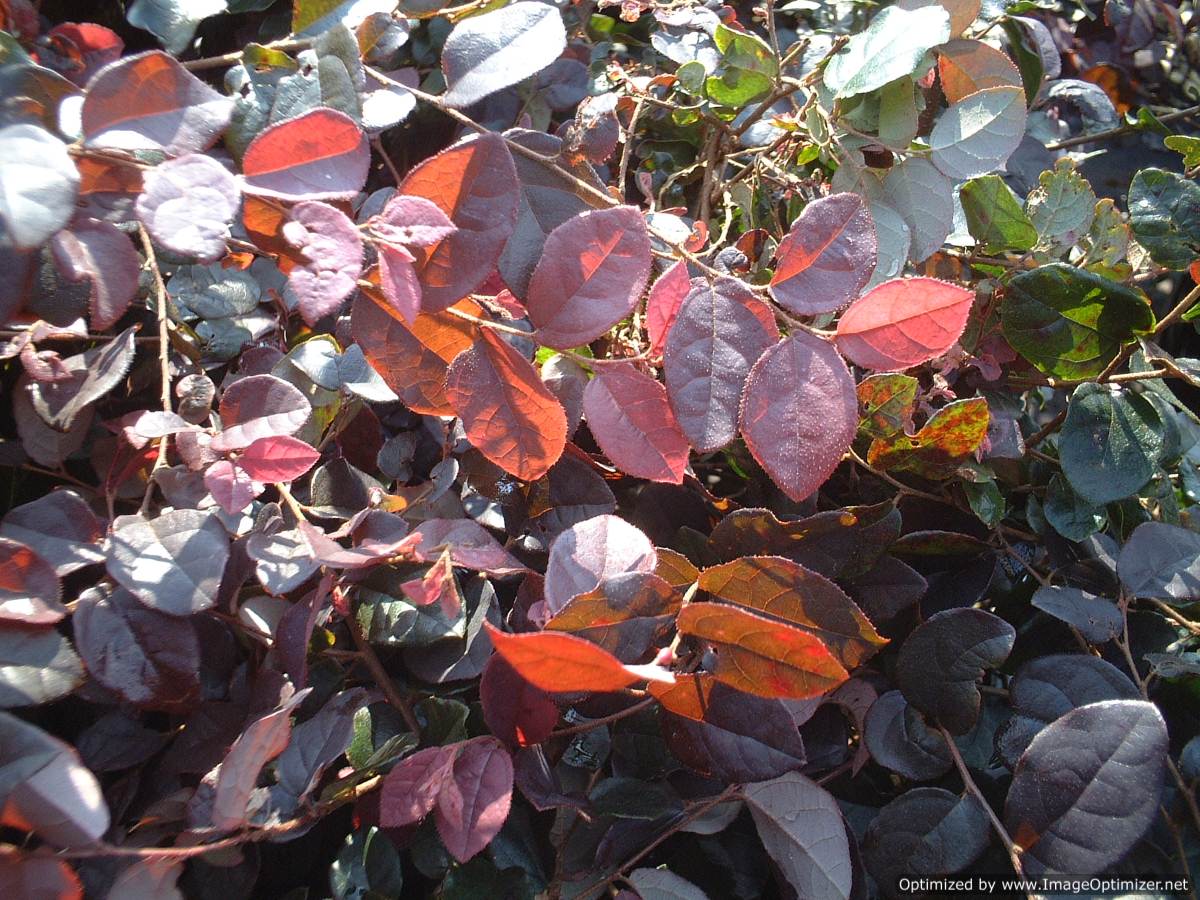 Loropetalum Ruby – Tree Farm & Nursery