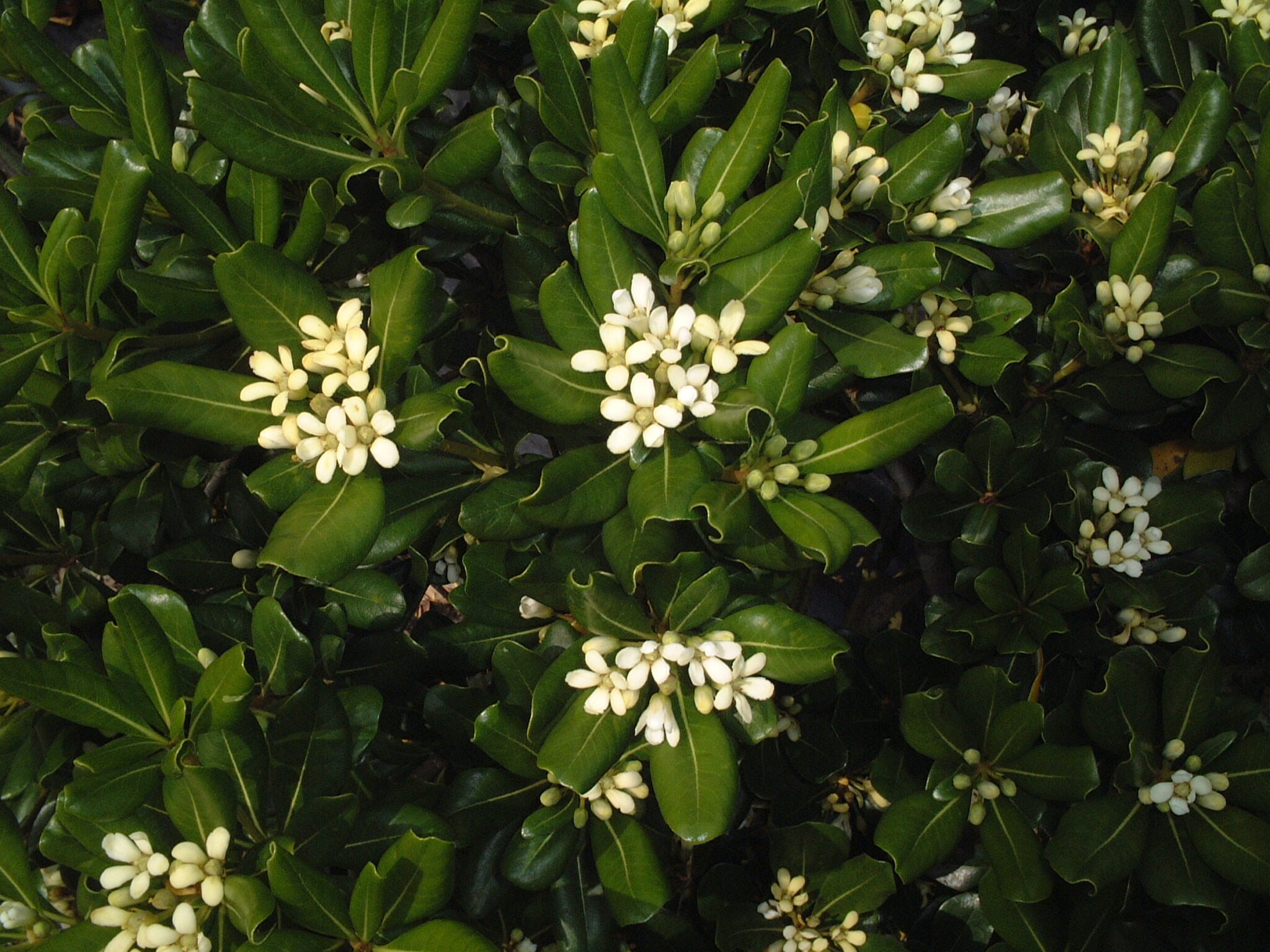 Pittosporum, Green – Tree Farm & Nursery