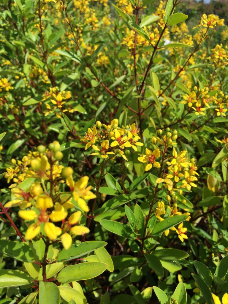 Thryallis – Tree Farm & Nursery