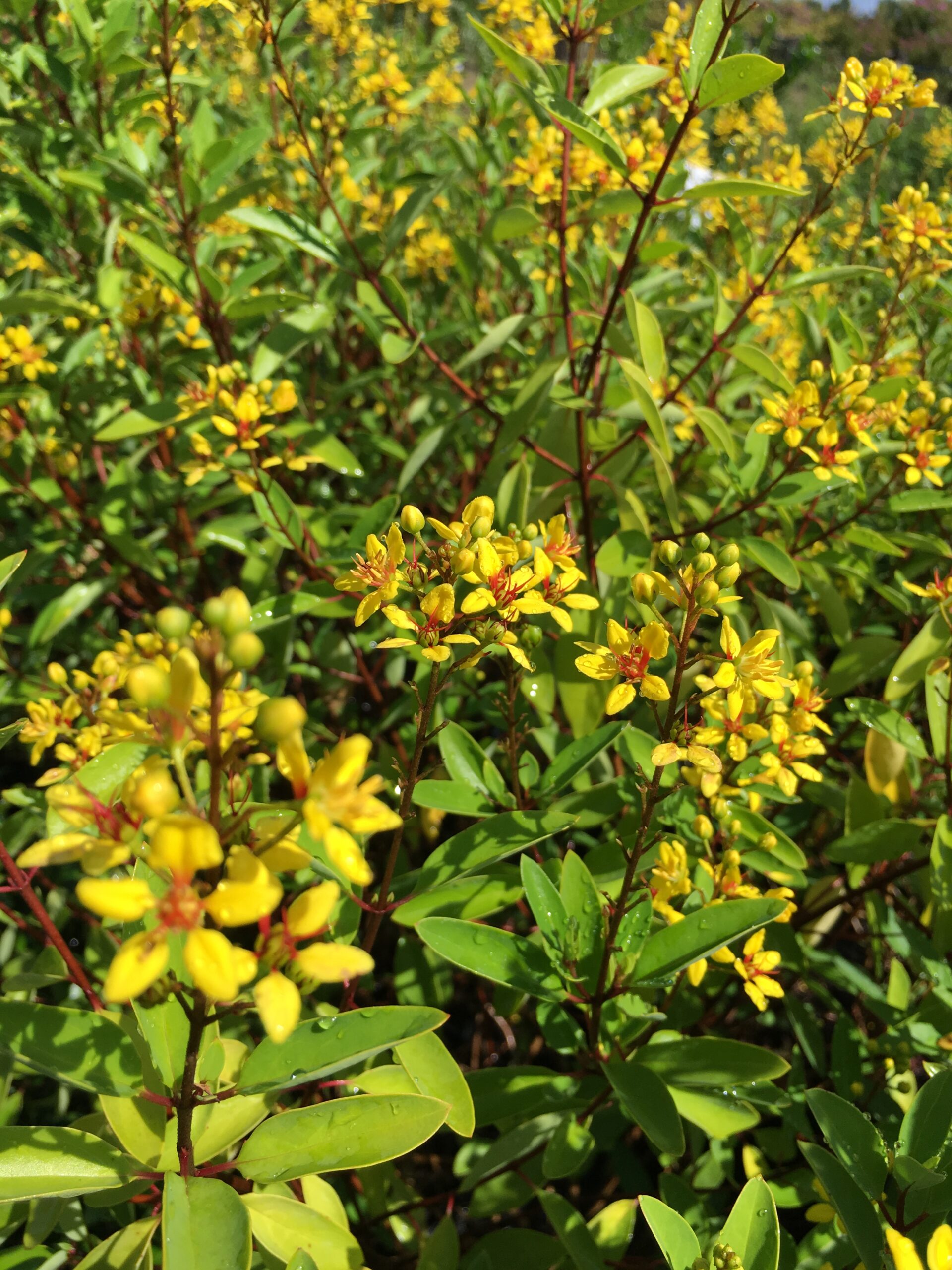 Thryallis – Tree Farm & Nursery