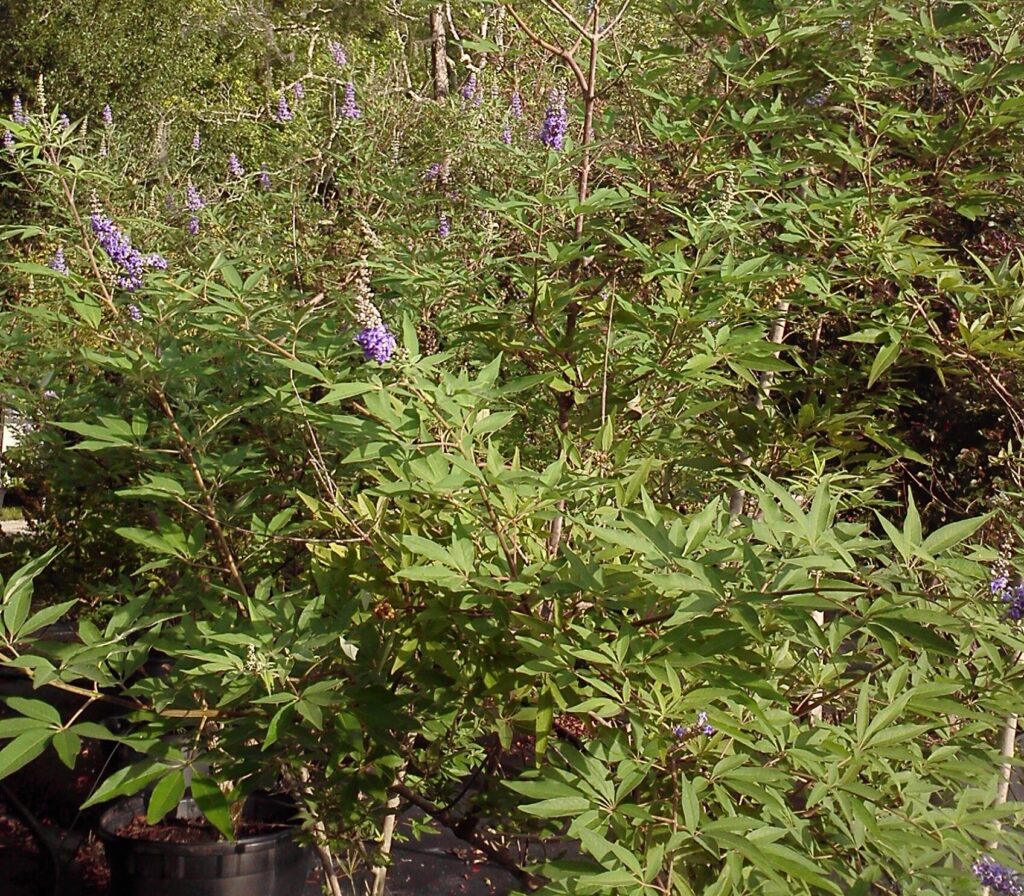 Chaste Tree – Tree Farm & Nursery