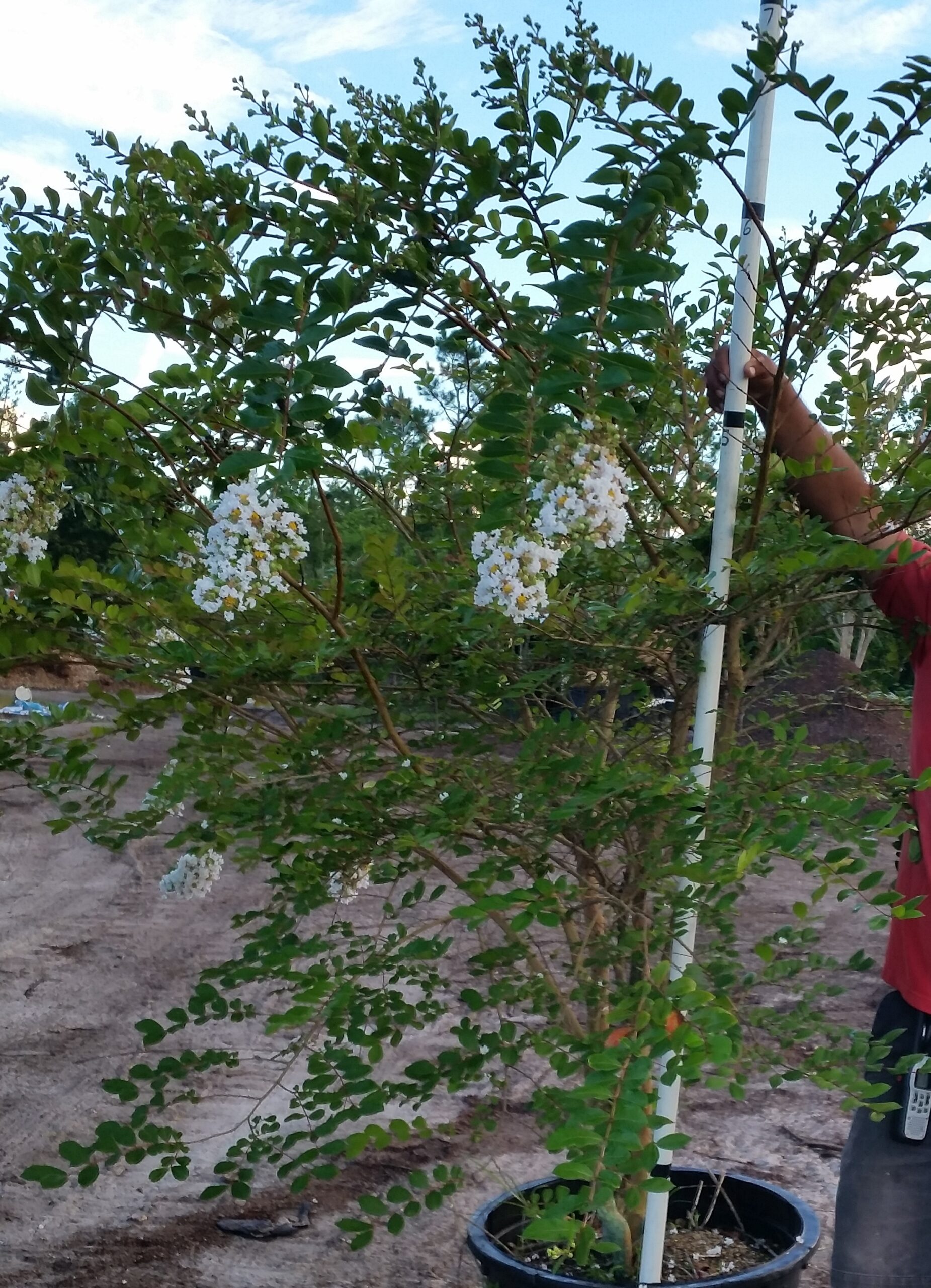 Crape Myrtle Acoma – Tree Farm & Nursery