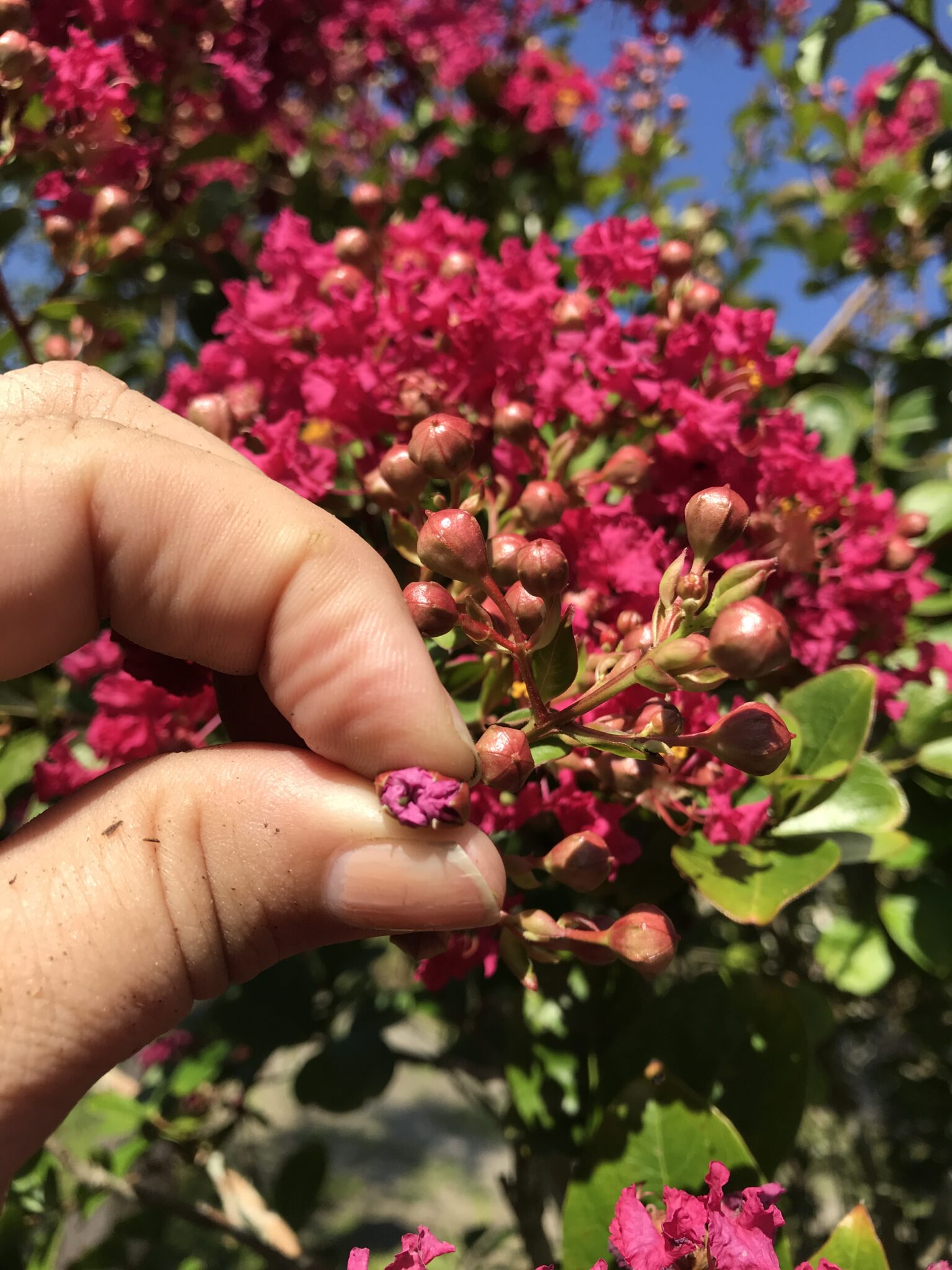 Crape Myrtle Tonto – Tree Farm & Nursery