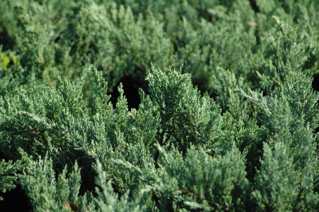 Juniper Parsonii – Tree Farm & Nursery