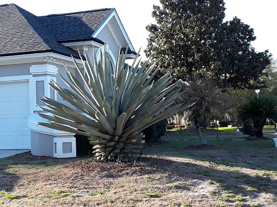 Agave Americana – Tree Farm & Nursery