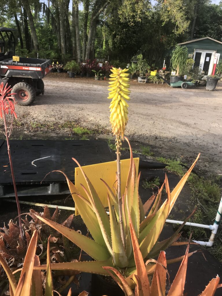 Aloe Vera – Tree Farm & Nursery