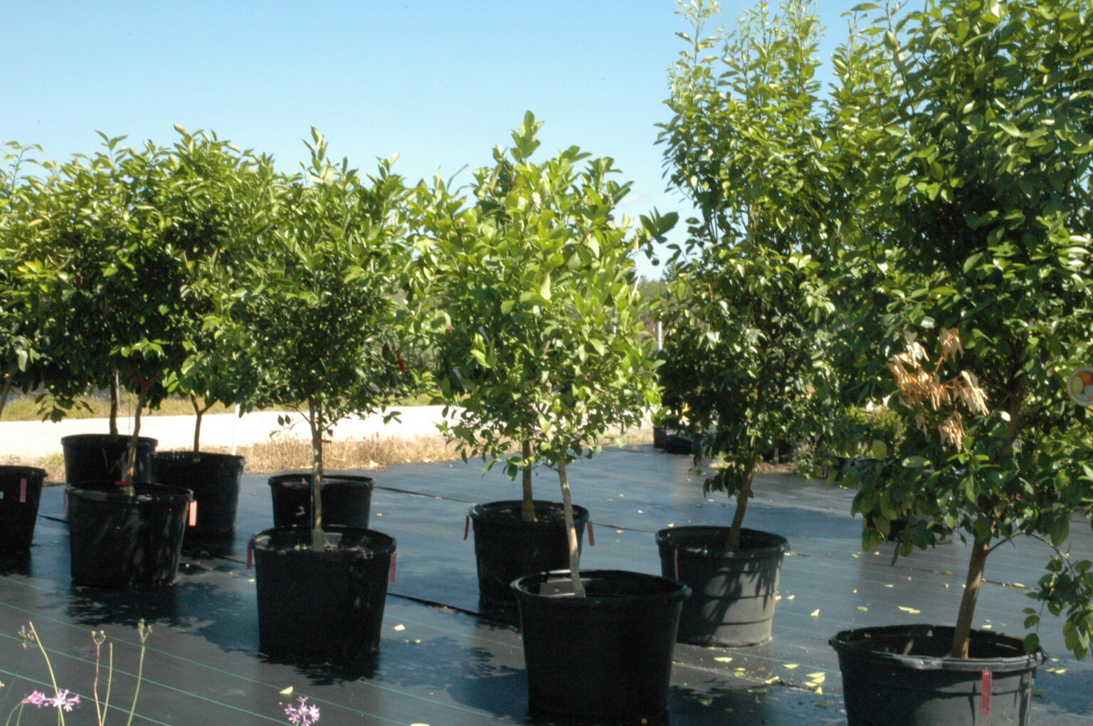 Evergreen Trees for Privacy Screens – Tree Farm & Nursery