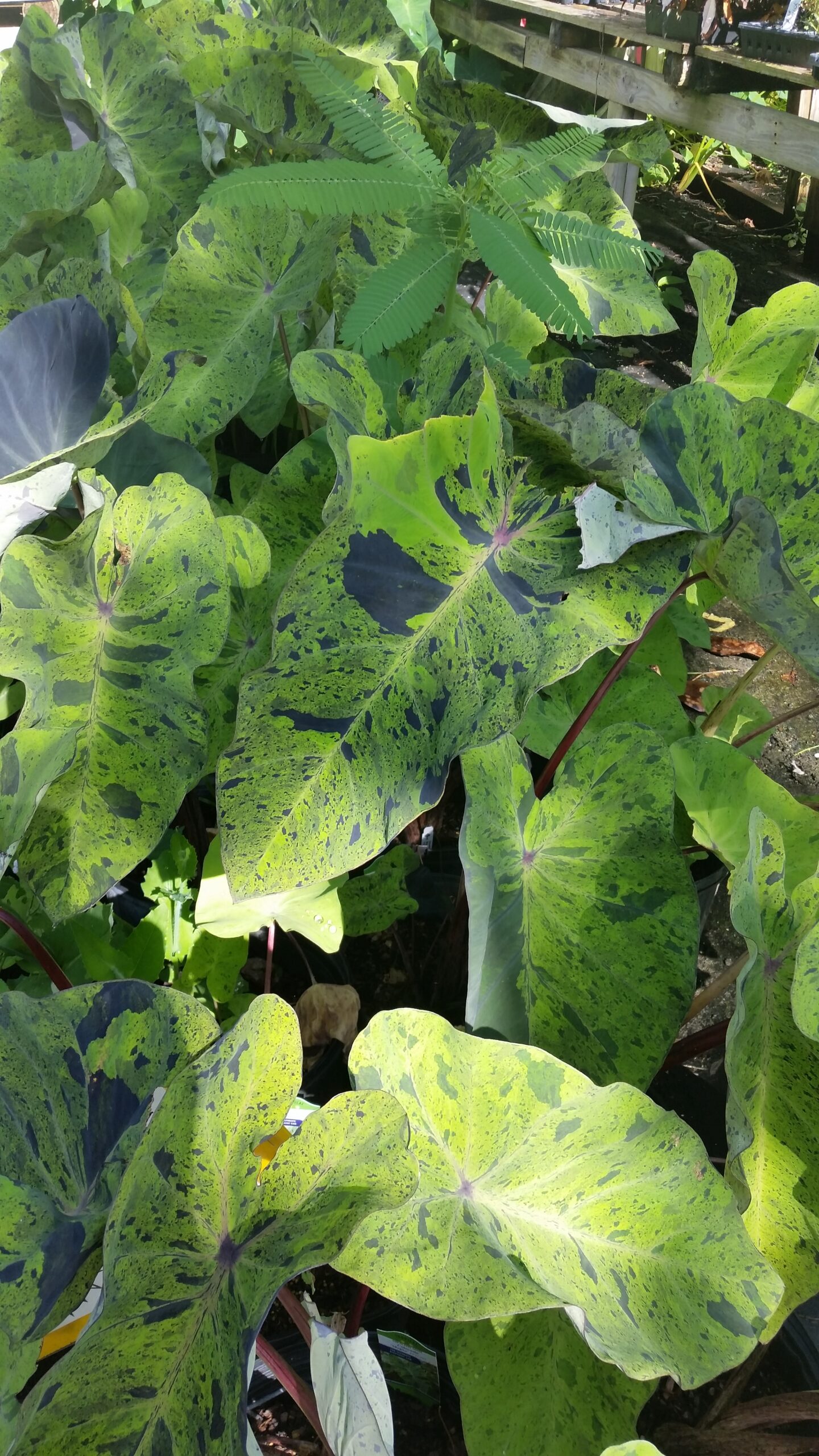 Colocasia Mojito – Tree Farm & Nursery