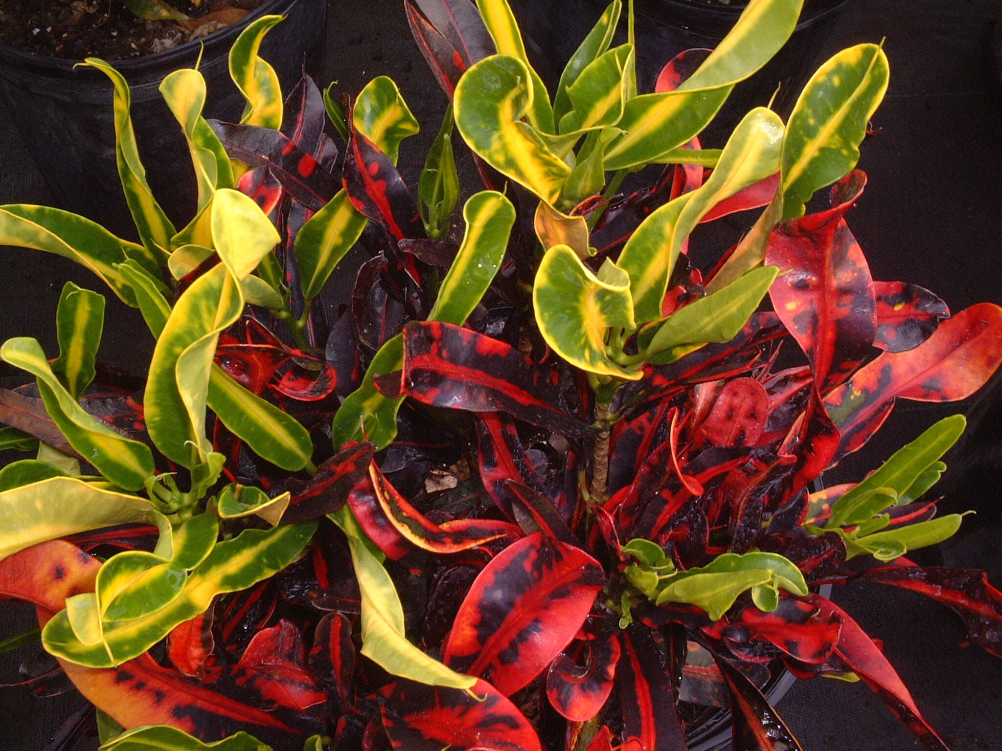 Croton, Mammy – Tree Farm & Nursery