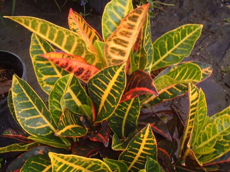 Croton Plants – Tree Farm & Nursery