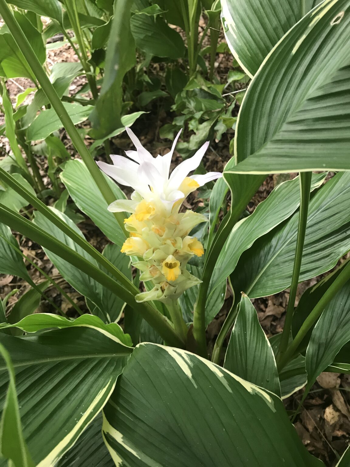 Ginger Varieties – Tree Farm & Nursery