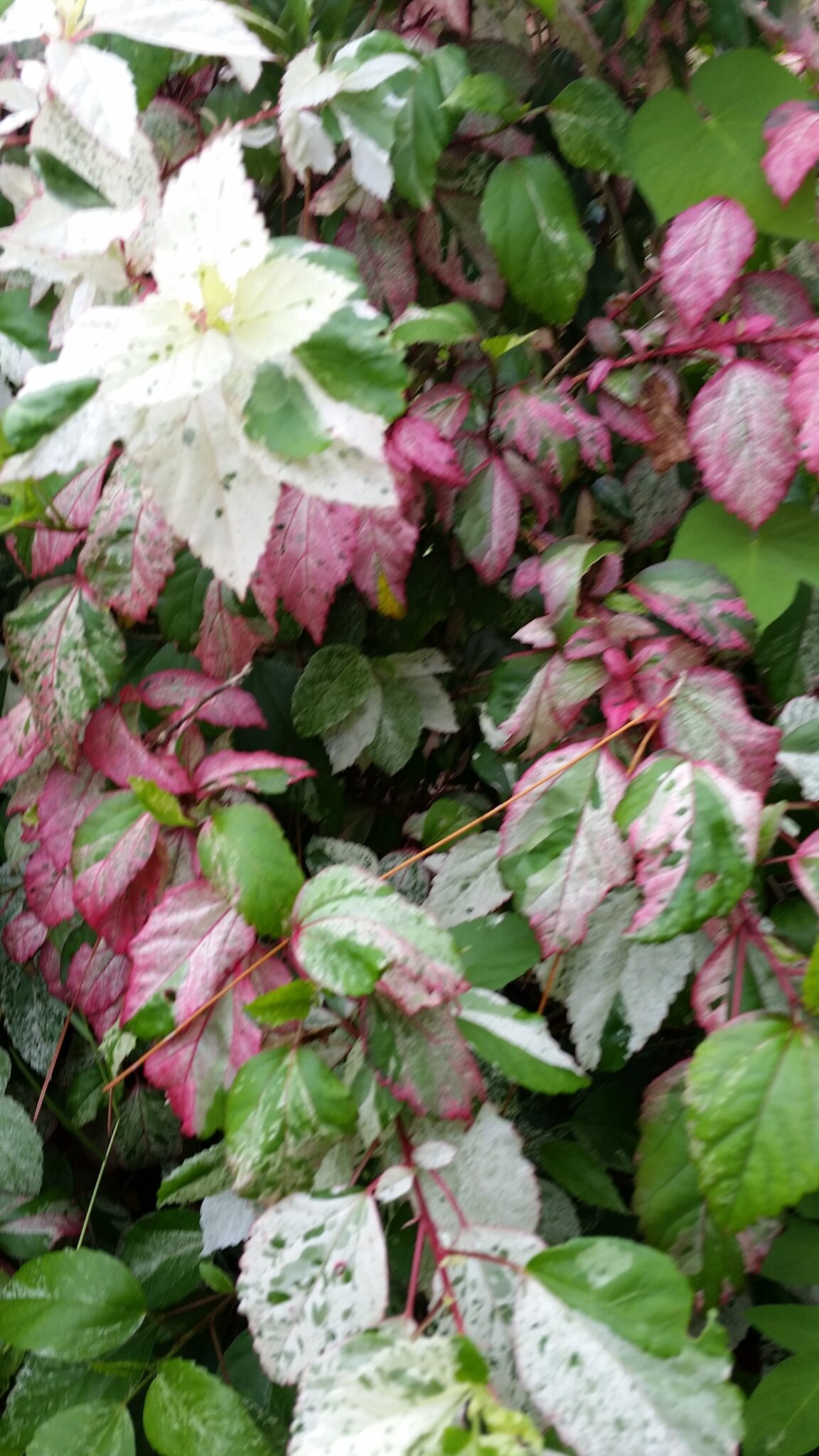 Hibiscus Red Hot – Tree Farm & Nursery