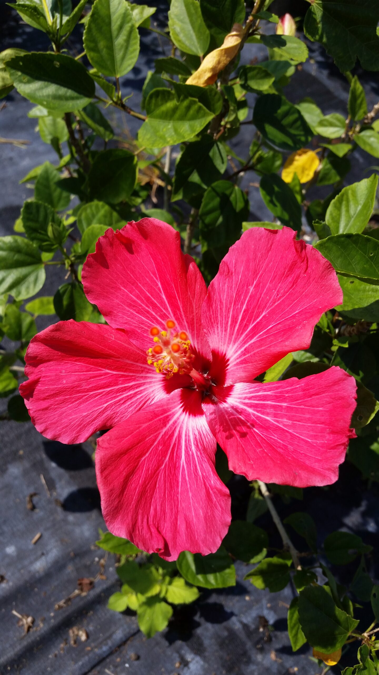 Hibiscus Tropical Rosa Sinensis – Tree Farm & Nursery