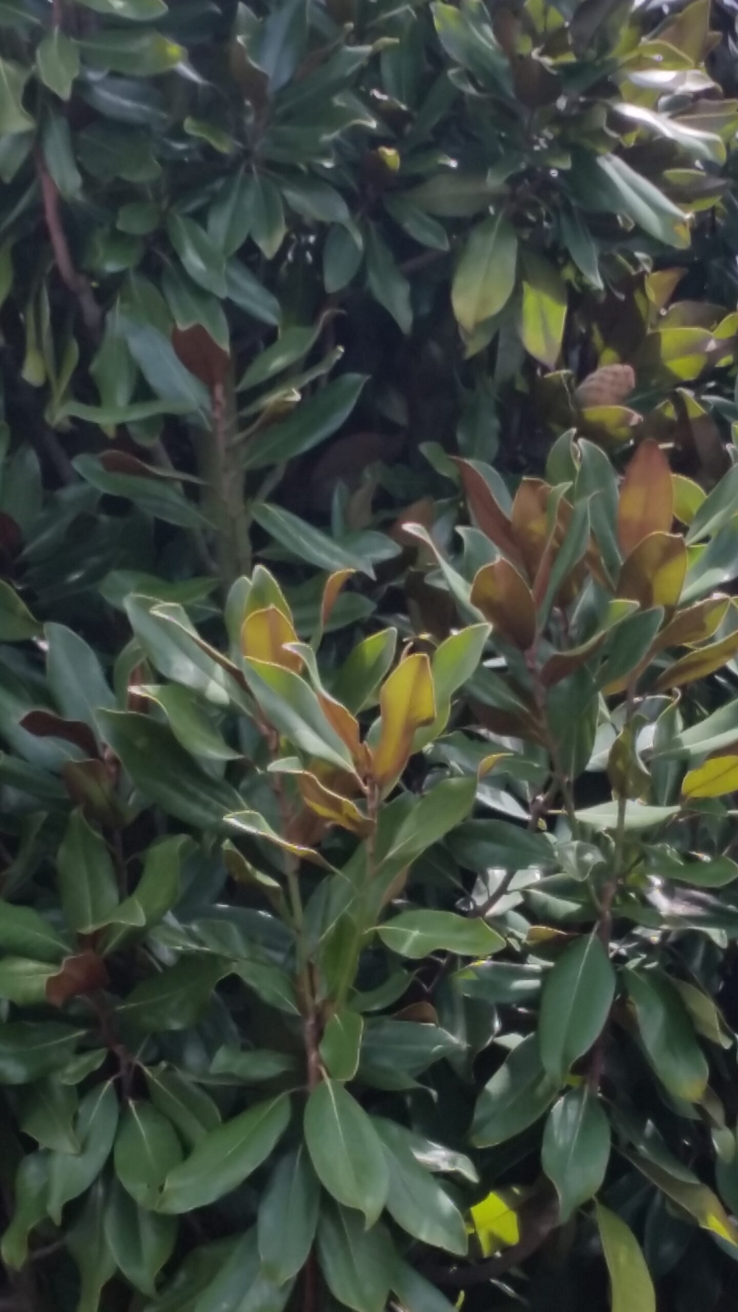 Magnolia Varieties – Tree Farm & Nursery