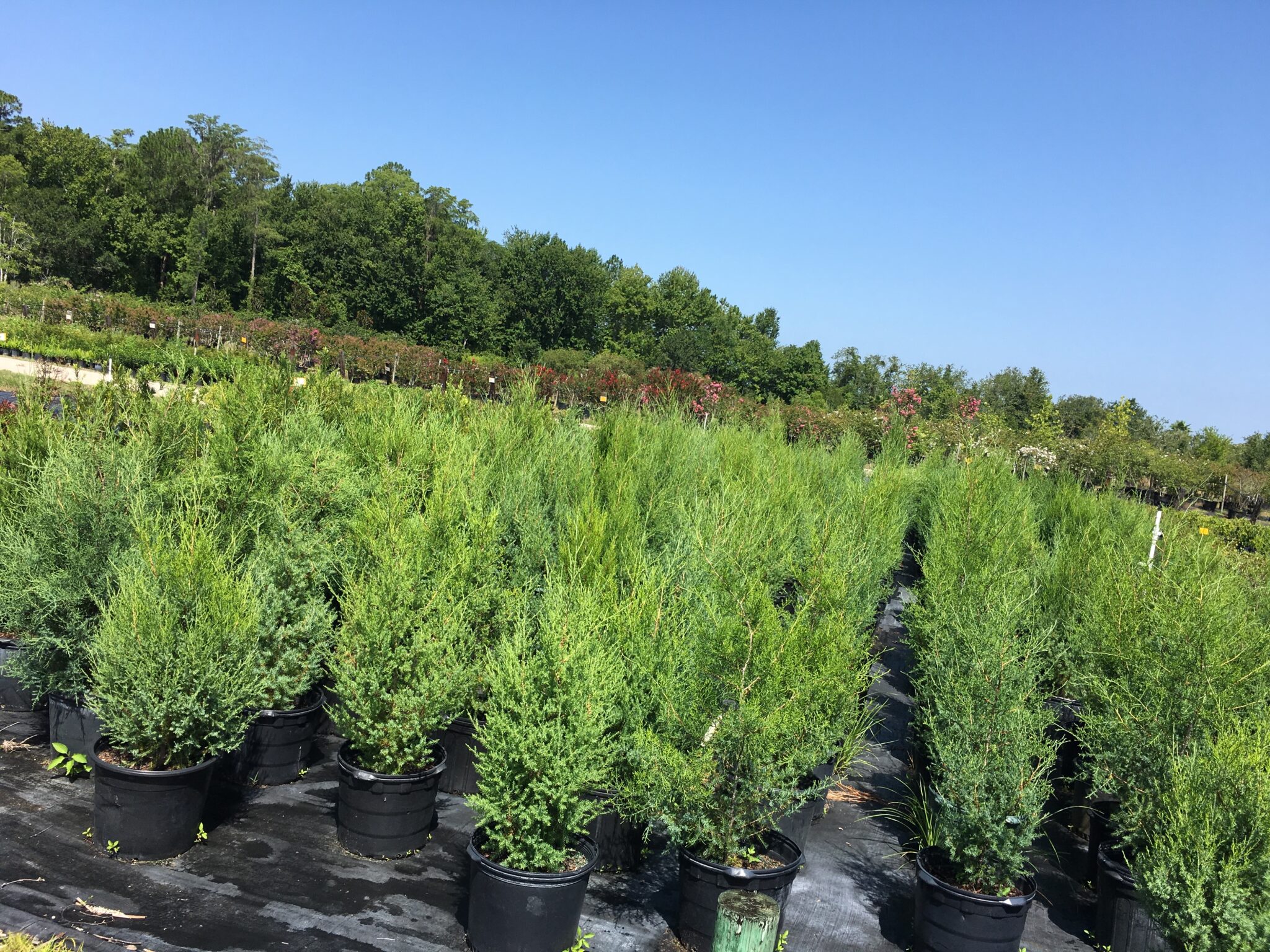 Red Cedar, Southern – Tree Farm & Nursery