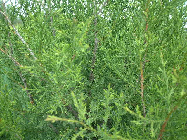Red Cedar, Southern – Tree Farm & Nursery