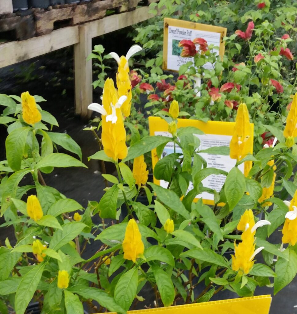 Shrimp Plant, Giant Yellow – Tree Farm & Nursery