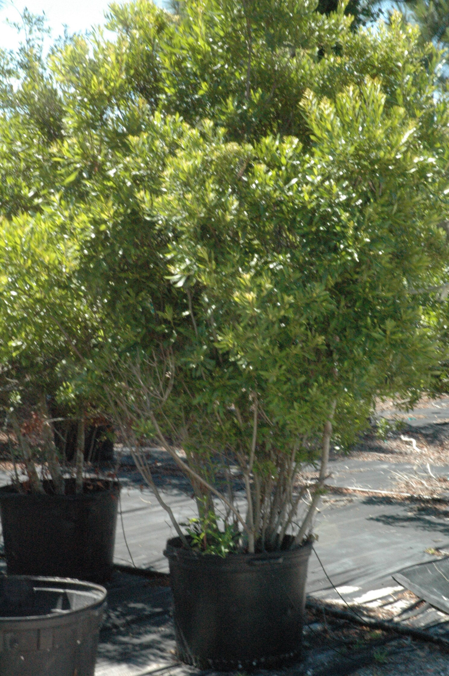 Wax Myrtle – Tree Farm & Nursery