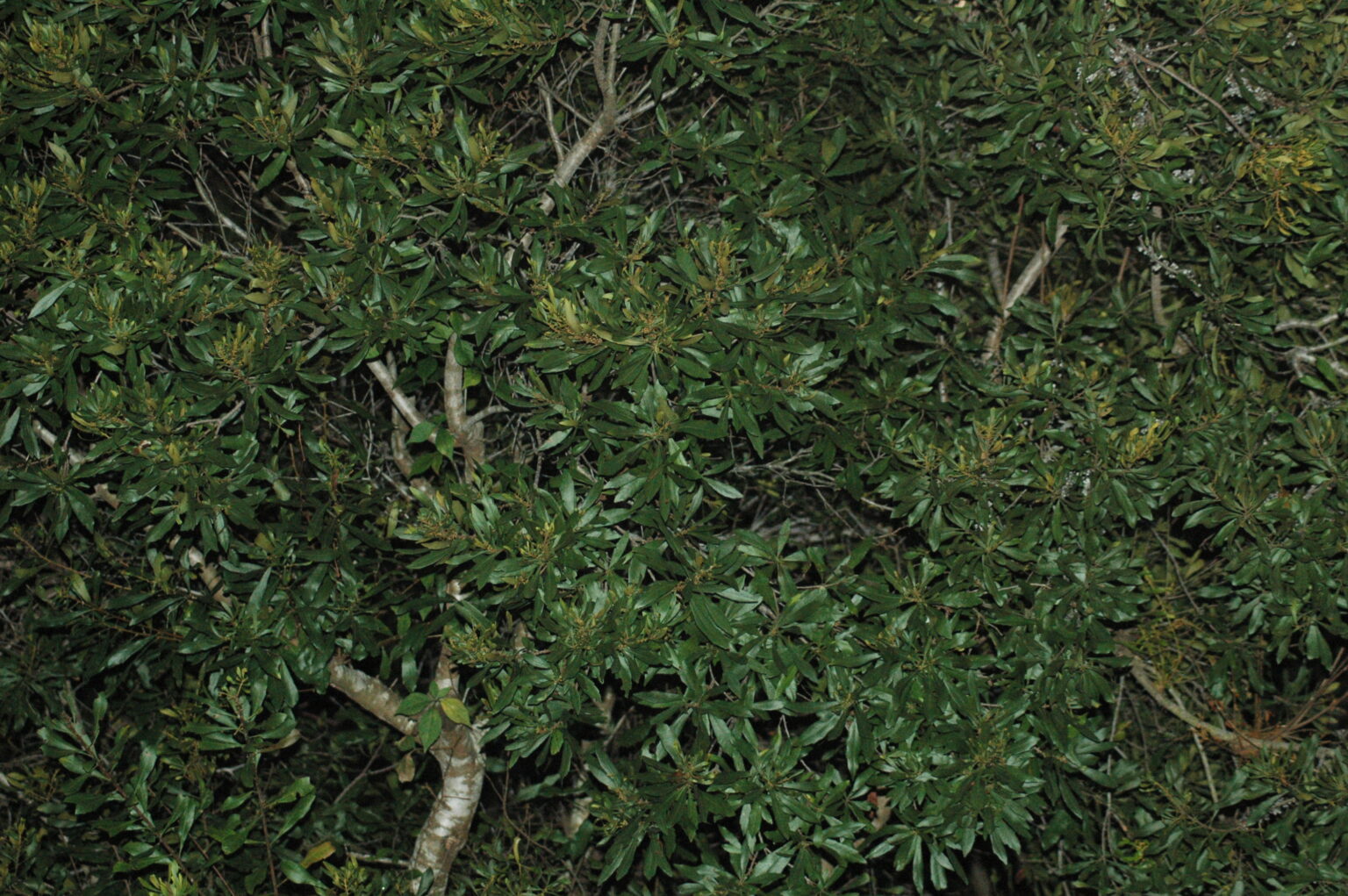 Wax Myrtle – Tree Farm & Nursery