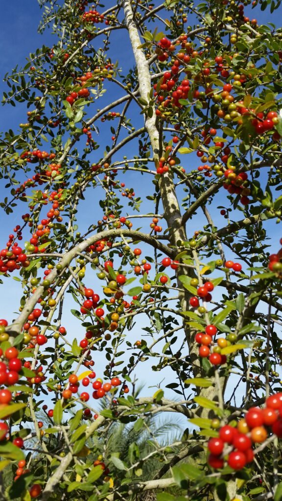 A Guide to Northeast Florida Trees by Category – Tree Farm & Nursery