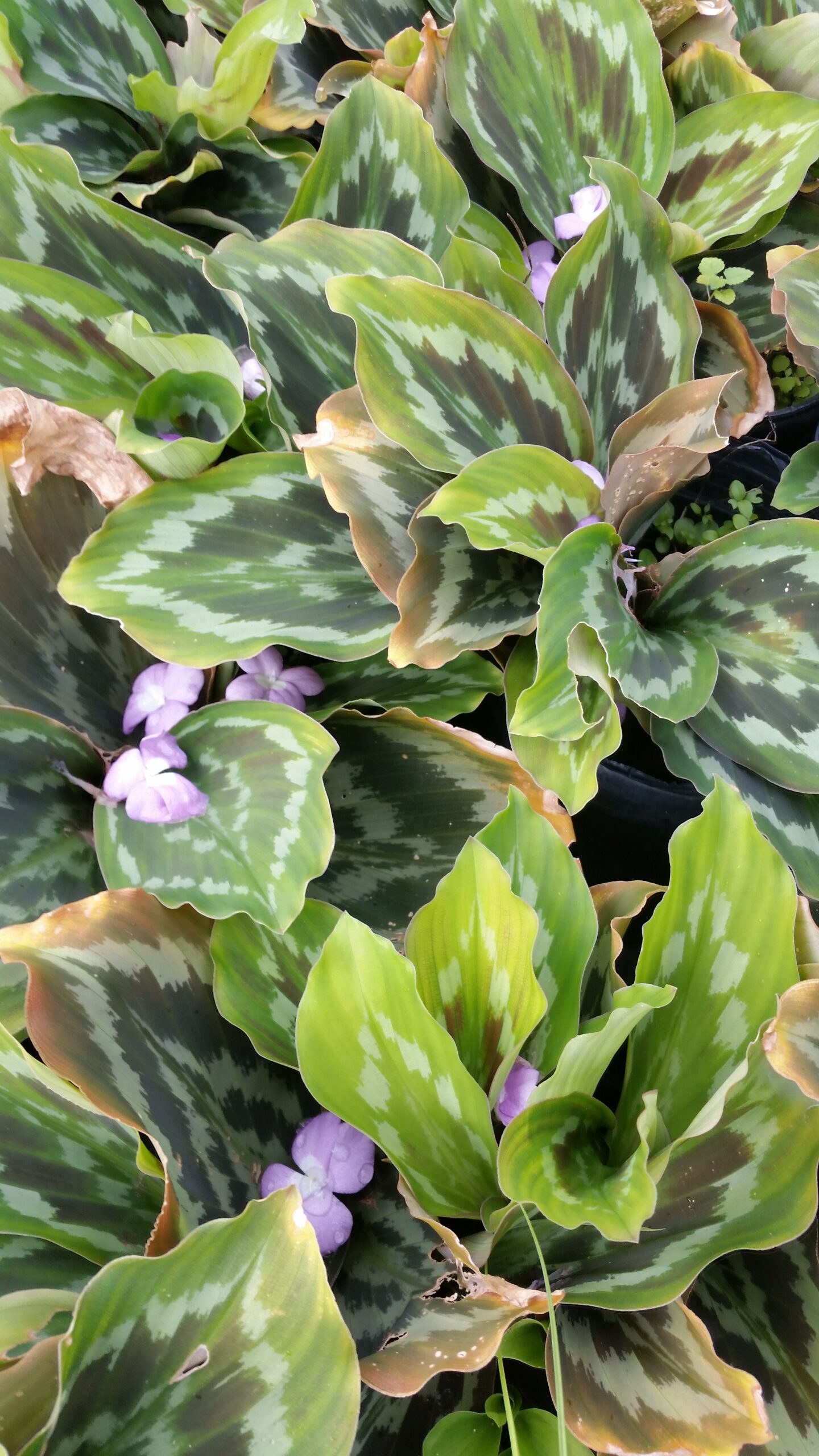 Ginger Kaempferia ‘Silver Spot’ – Tree Farm & Nursery