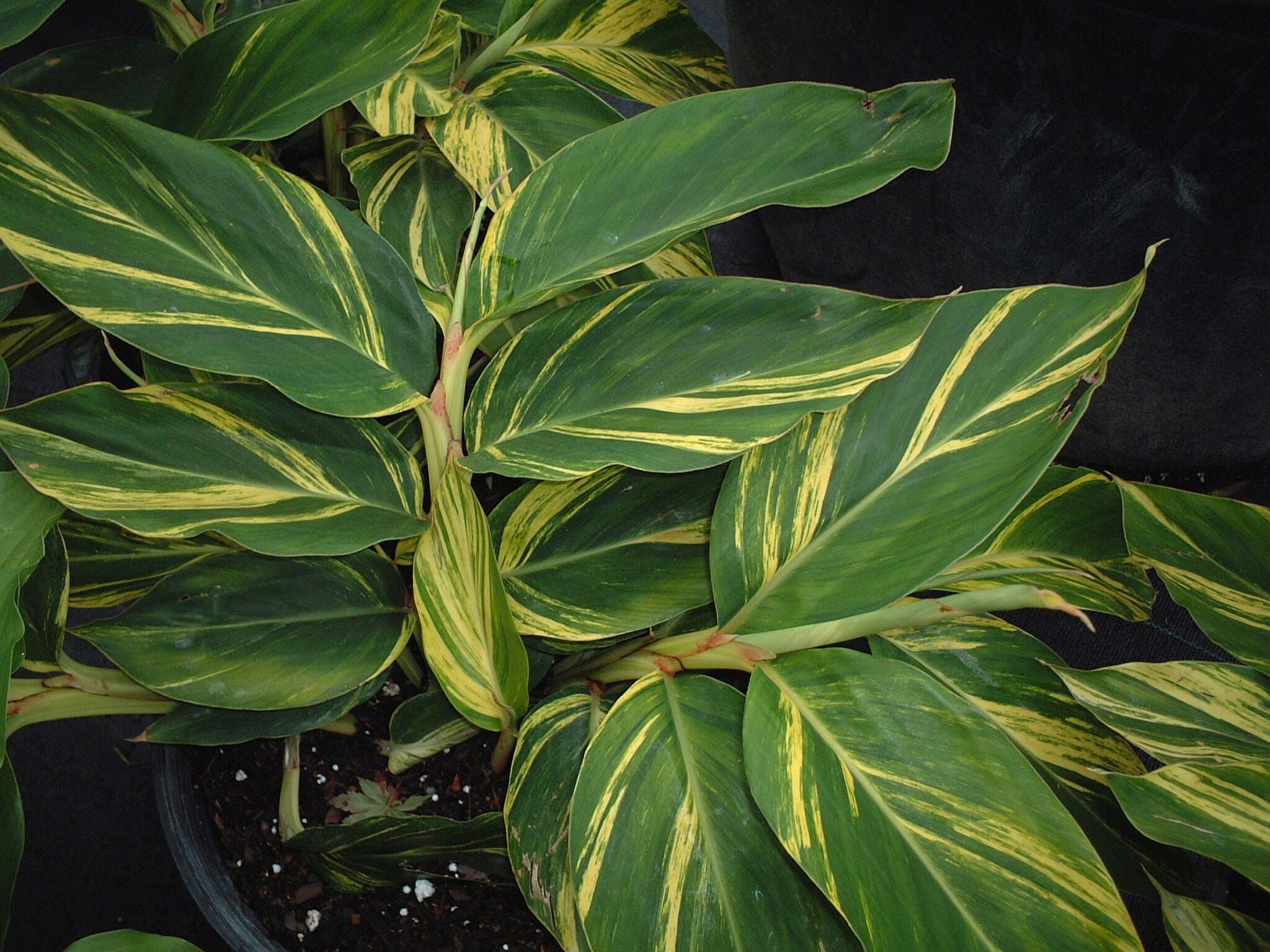 Ginger Varieties – Tree Farm & Nursery