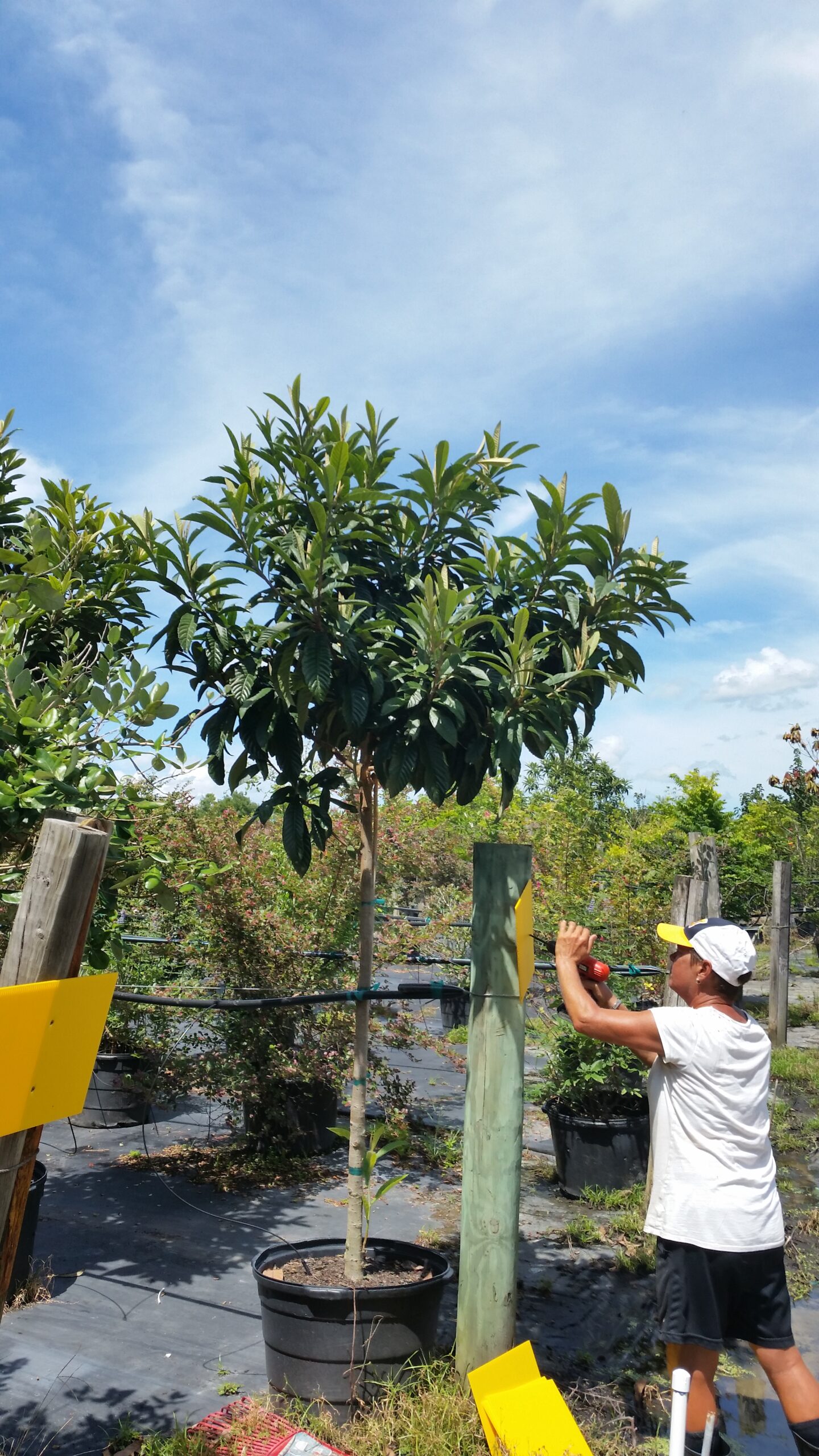 Loquat Tree / Japanese Plum Tree – Tree Farm & Nursery