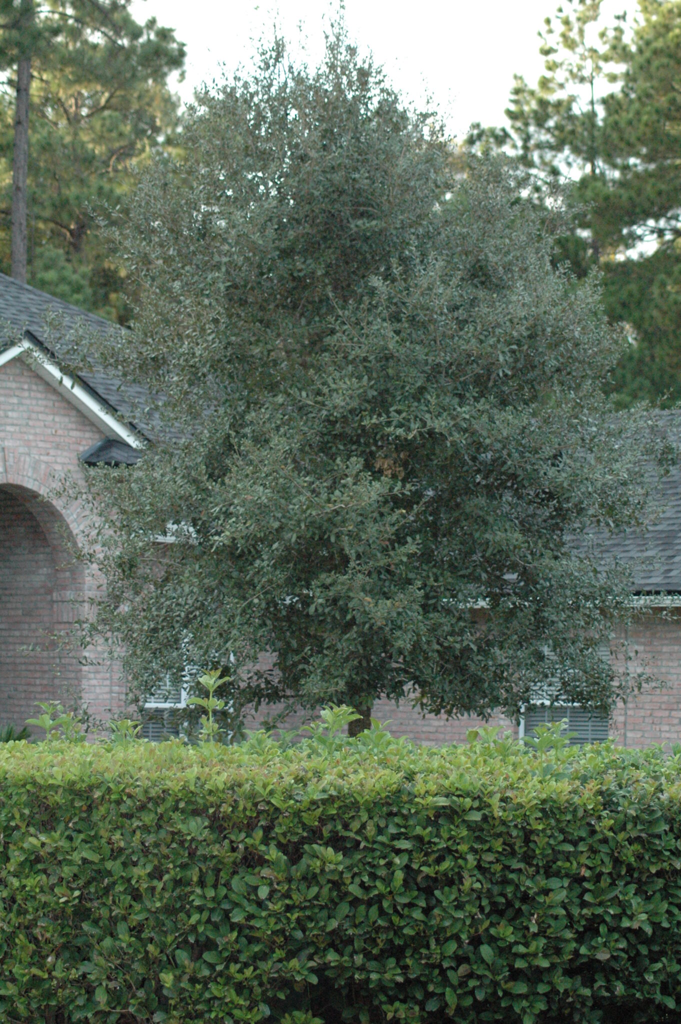 A Guide to Northeast Florida Trees by Category – Tree Farm & Nursery