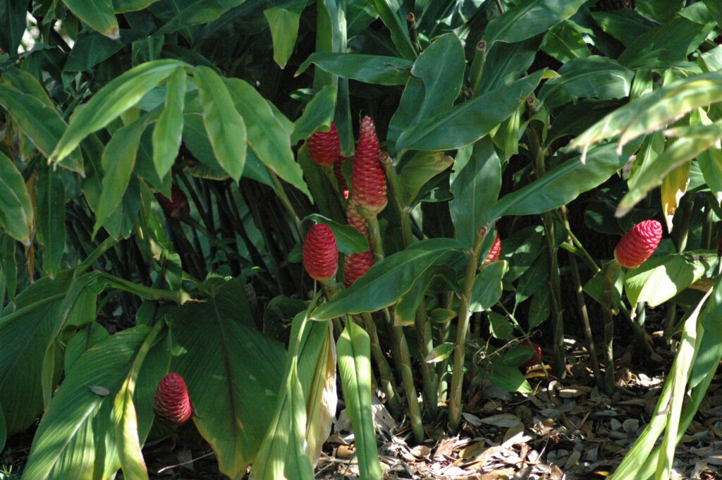 Ginger Pinecone / Shampoo zerumbet – Tree Farm & Nursery