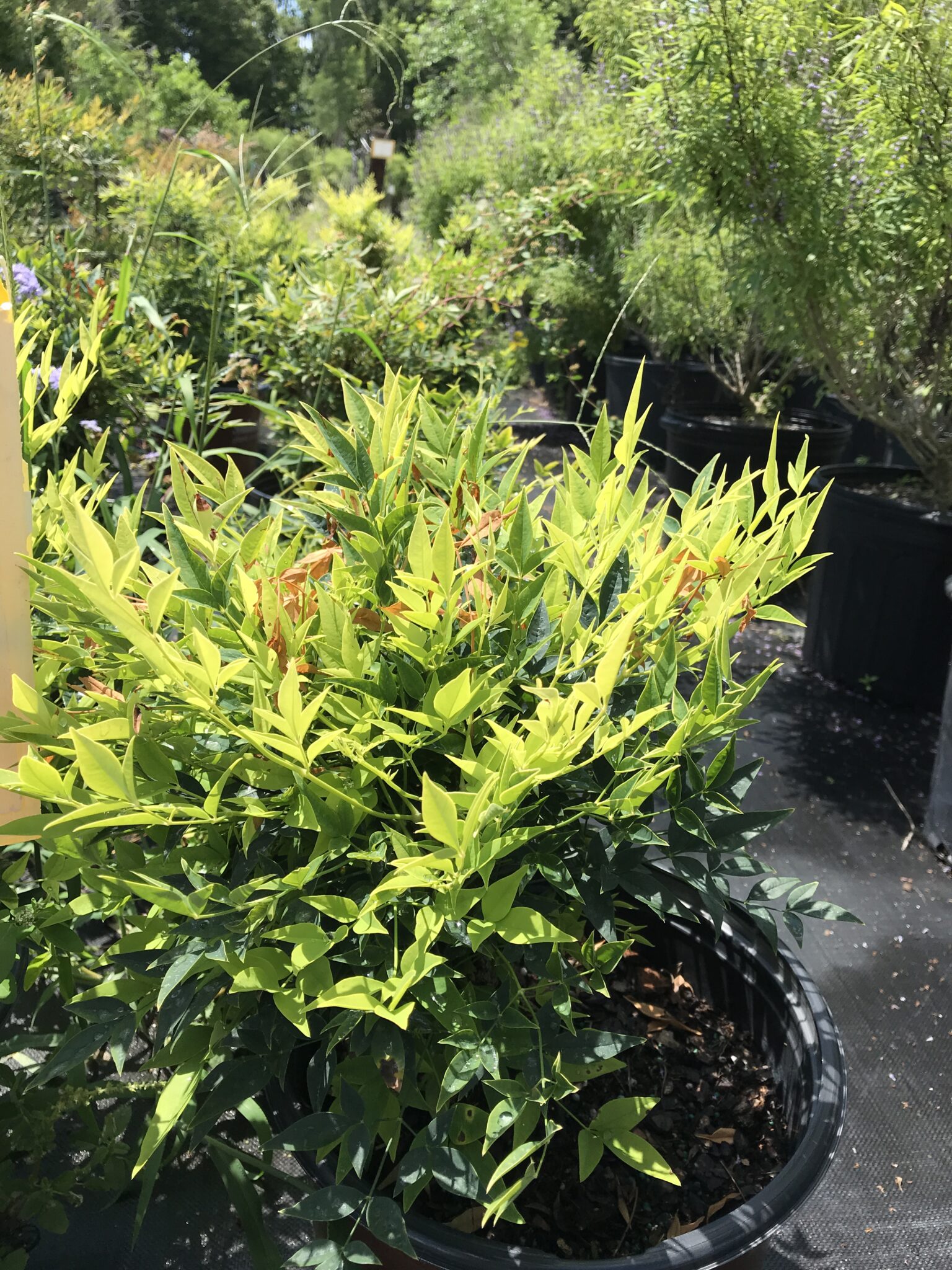 Nandina Dwarf Lemon Lime – Tree Farm & Nursery