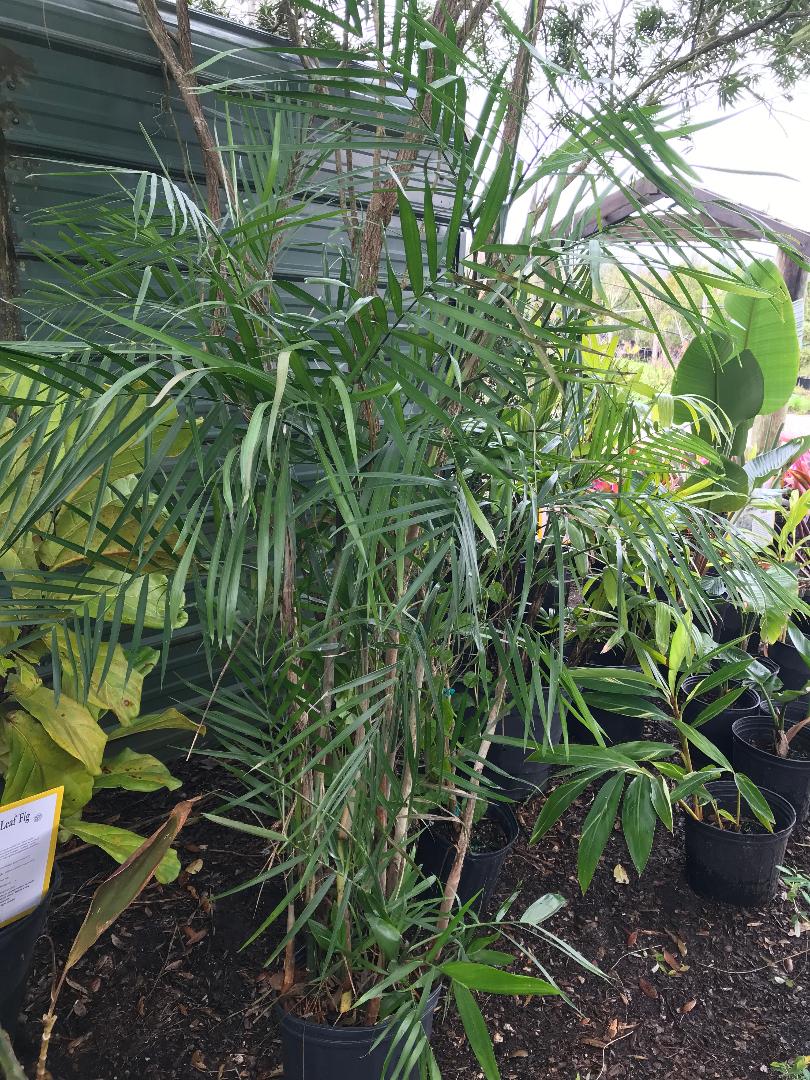 Bamboo Reed Palm – Tree Farm & Nursery