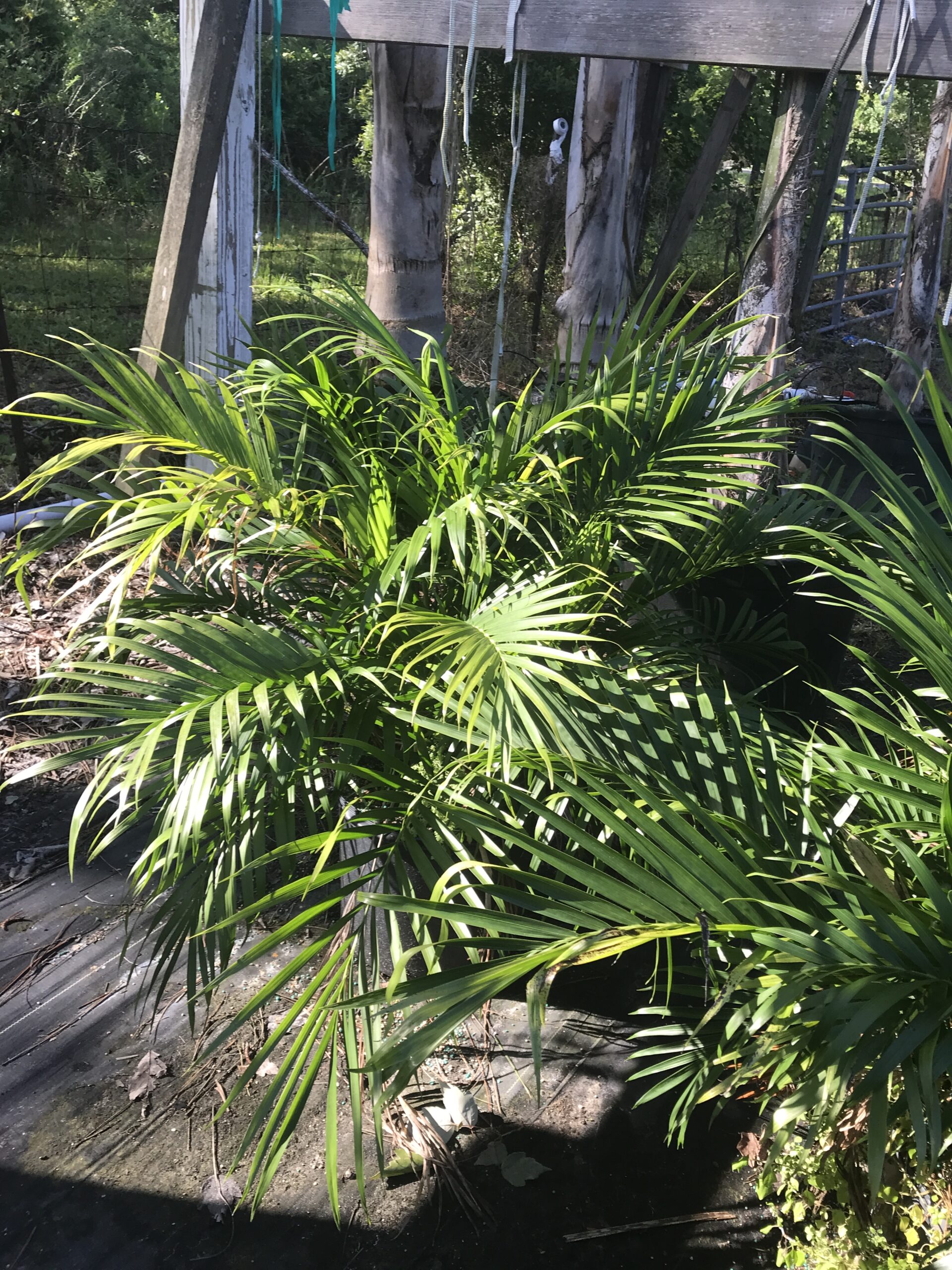 Cat Palm – Tree Farm & Nursery