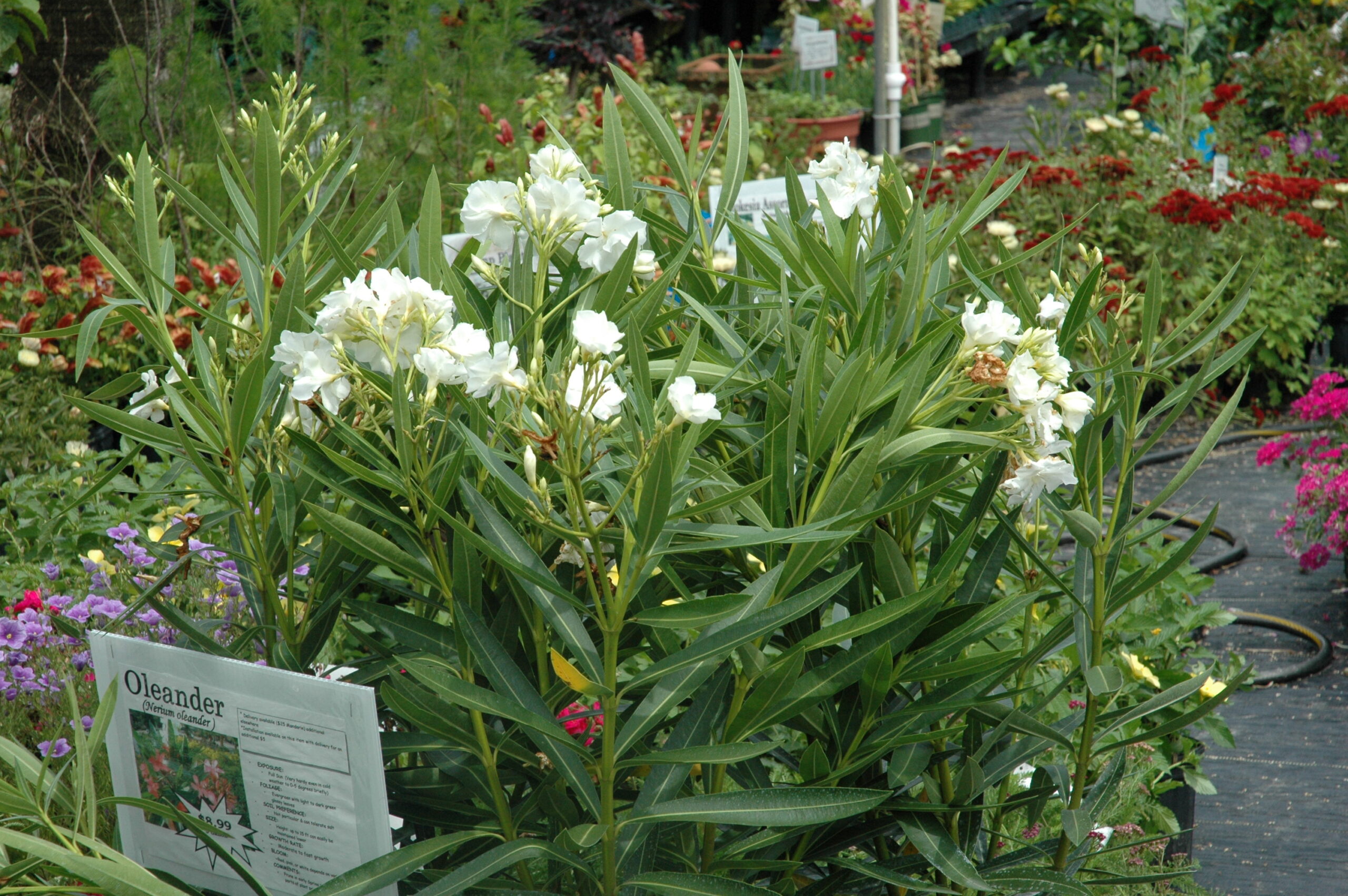 Oleander – Tree Farm & Nursery