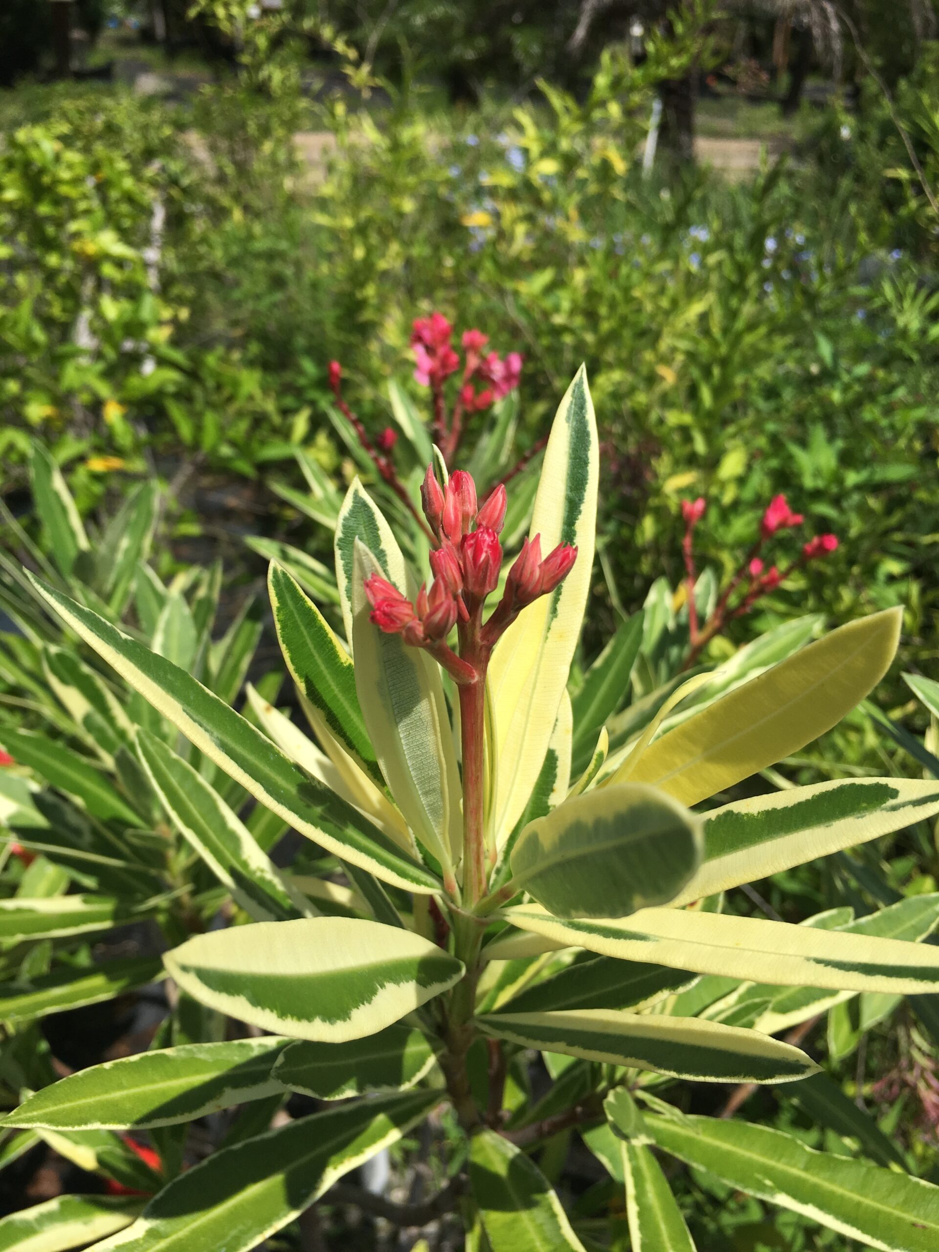 Oleander – Tree Farm & Nursery