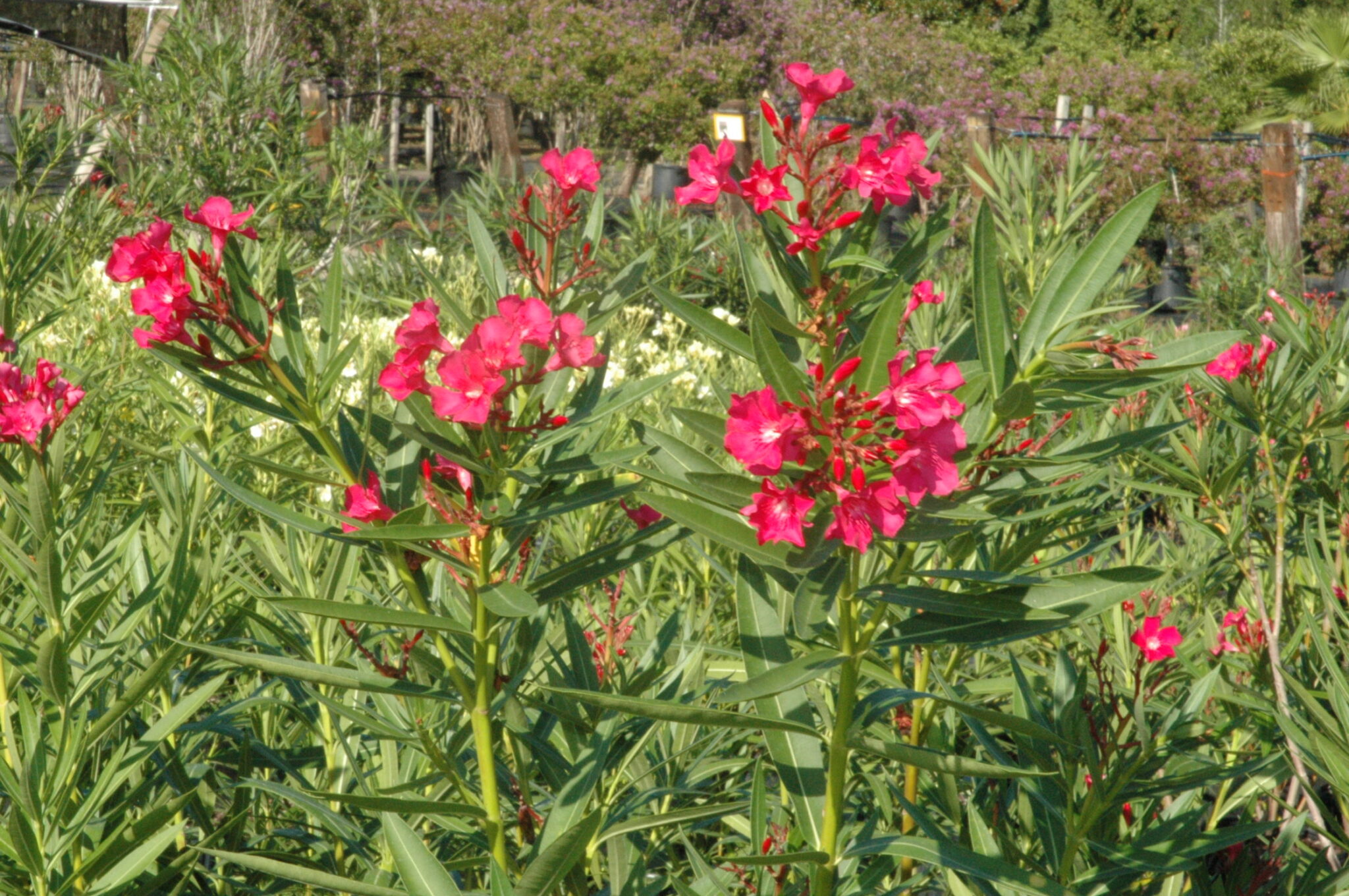 Oleander – Tree Farm & Nursery