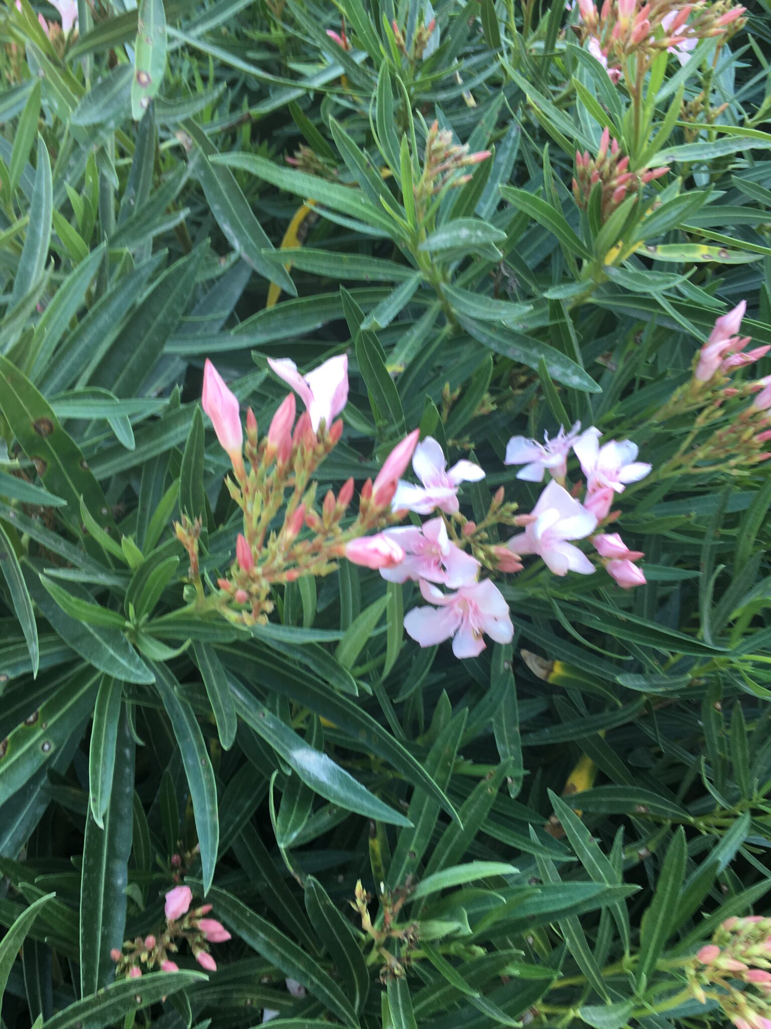 Oleander Dwarf Petite Pink – Tree Farm & Nursery