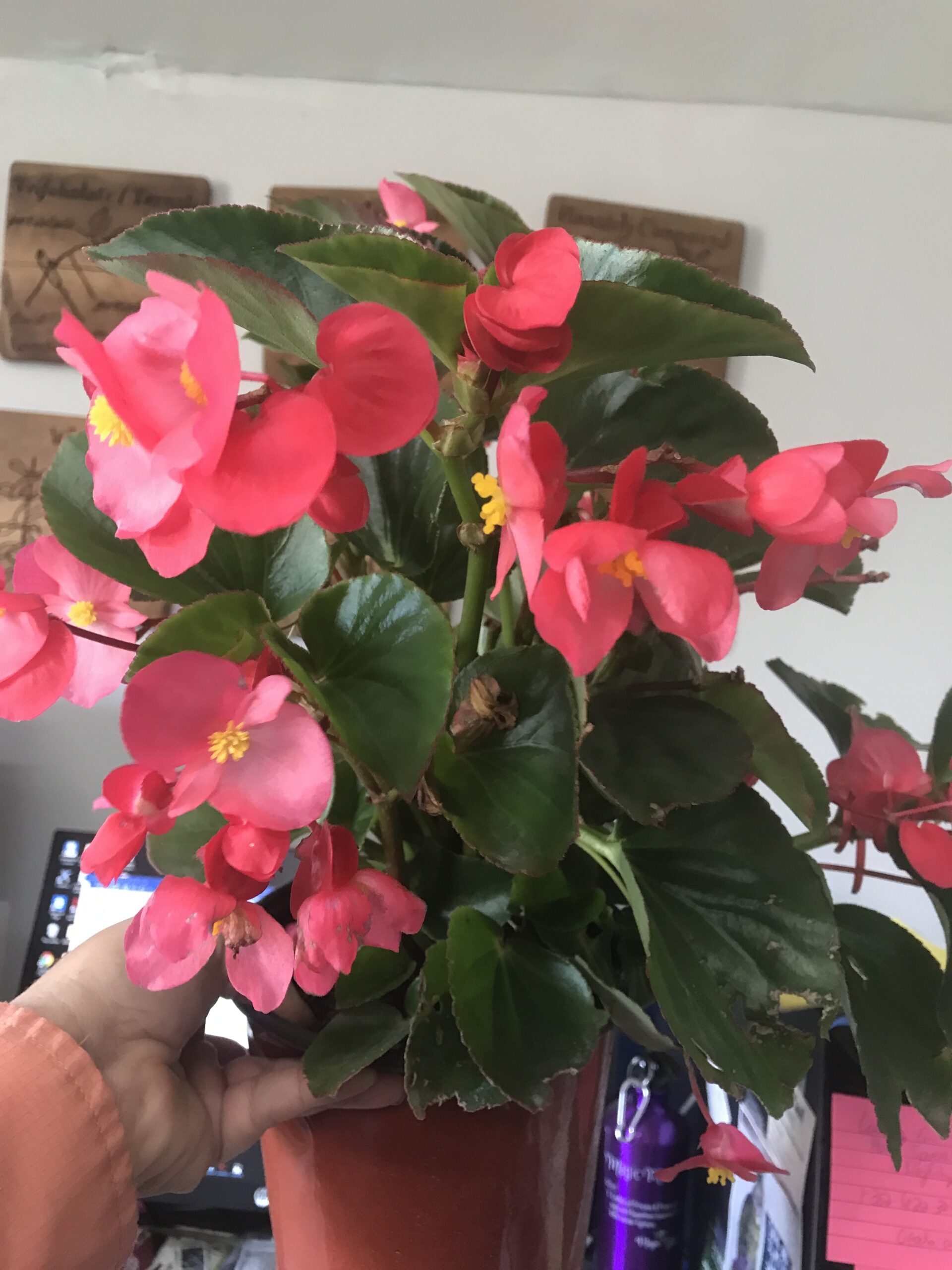 A Listing With Links to all of Seasonal Flowering Annual / Perennial ...