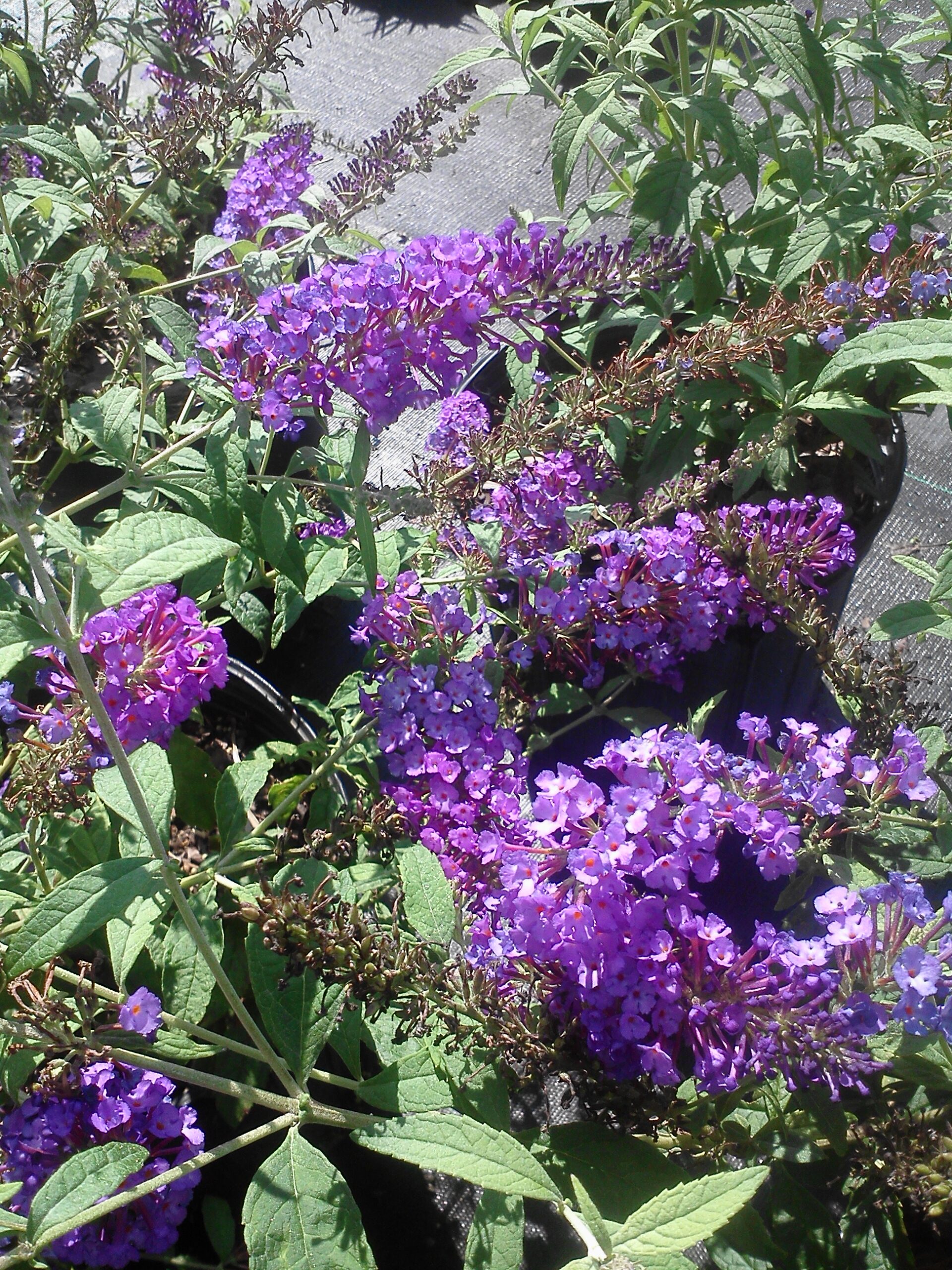 A Listing With Links to all of Seasonal Flowering Annual / Perennial ...