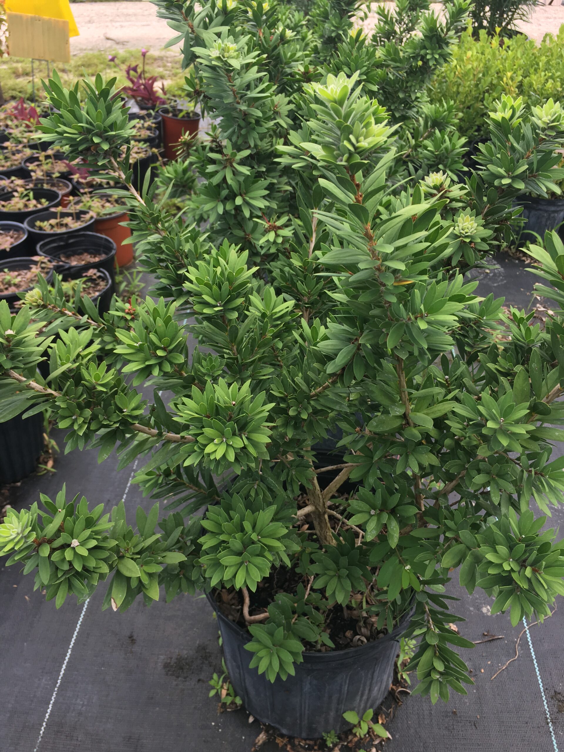 Bottlebrush Dwarf Little John / Better John – Tree Farm & Nursery