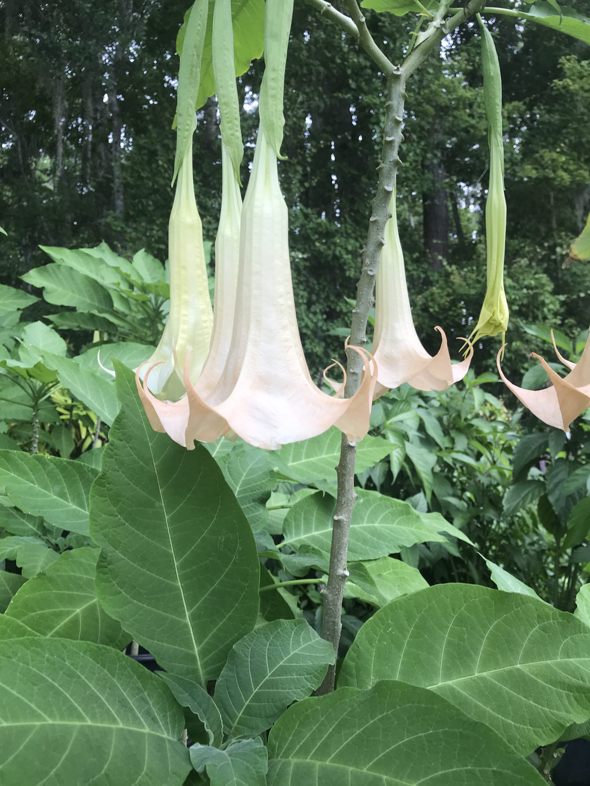 Angels Trumpet Flower Brugmansia – Tree Farm & Nursery