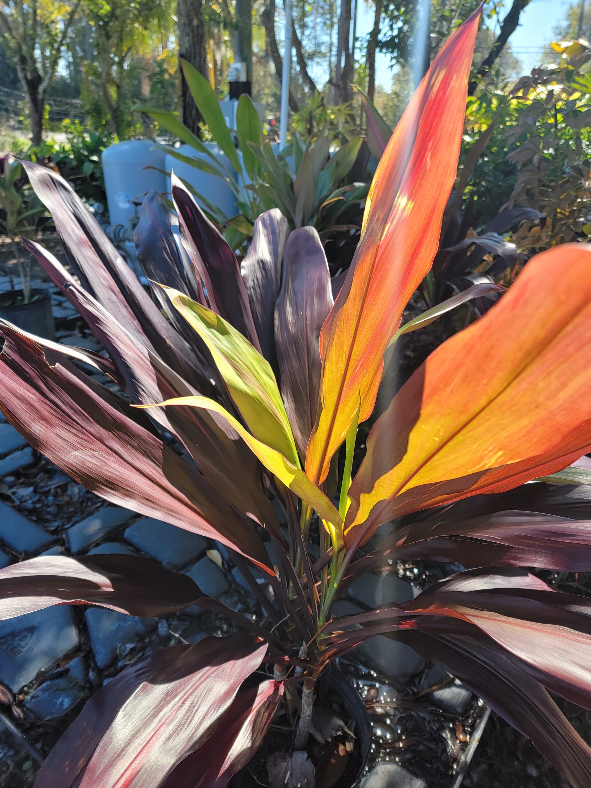 Cordyline Hawaiian Ti ‘Black Majic’ – Tree Farm & Nursery